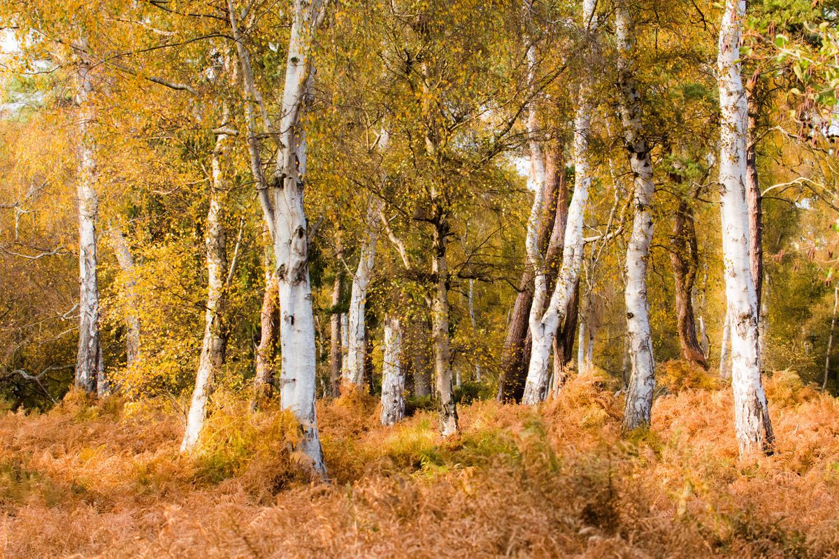 The Magic of Autumn at Holme Fen at Holme Fen National Nature Reserve ...
