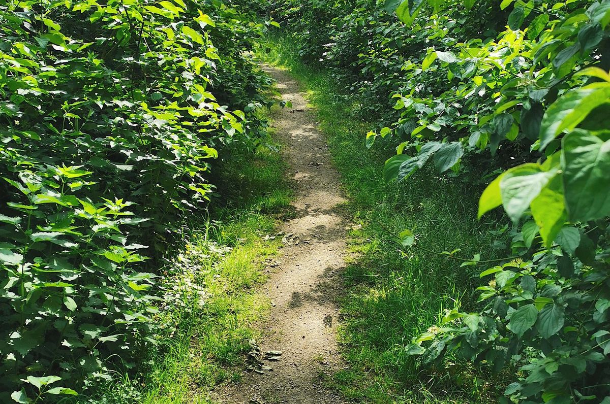Bosbaden / Shinrin-Yoku / Forest Bathing - Vroege Vogelbos | Het ...