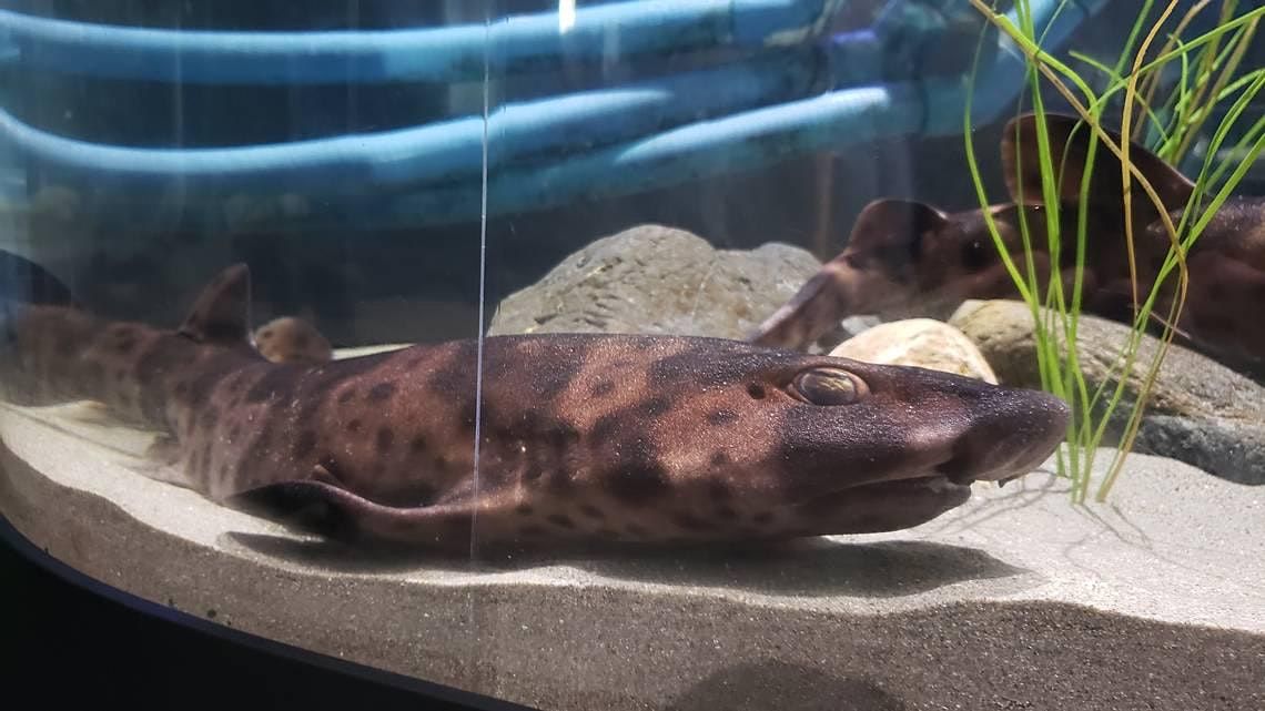 Central Coast Aquarium; Shark and Ray Biology- Heartland Charter School ...