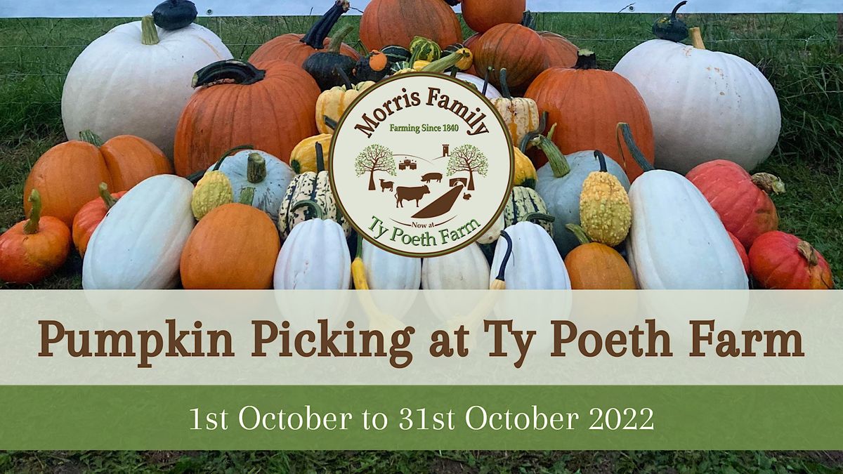 Pumpkin Picking at Ty Poeth Farm | Ty Poeth Farm & Shop, Pontypool, WA ...