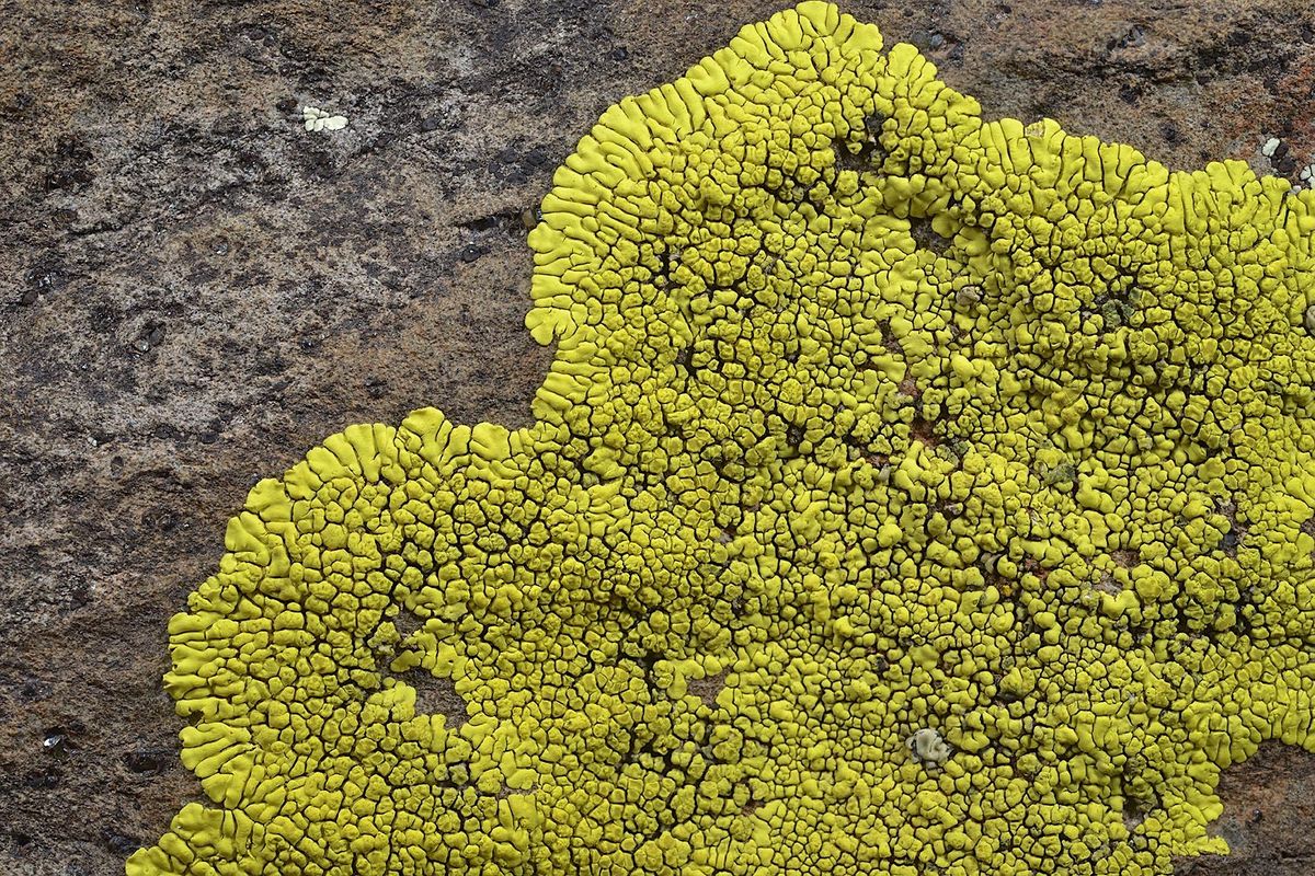 Lichens: What They Are and Where They Grow at Natural History Institute ...