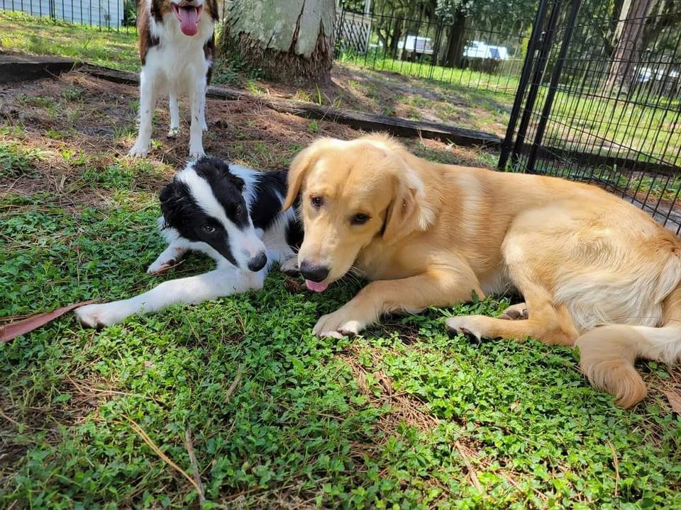 6-WEEK AKC STAR PUPPY CLASS at Ohana Dog Training, Plant City on 8th ...