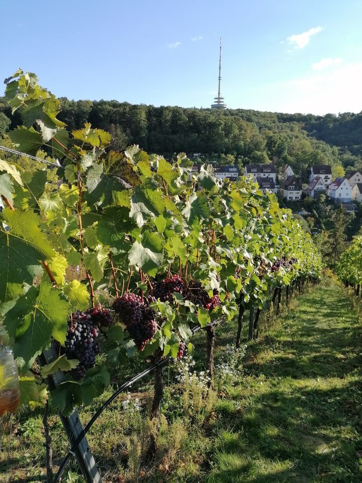 Picknick und Weinprobe im Weinberg | Wein- und Obstbauverein Gablenberg ...