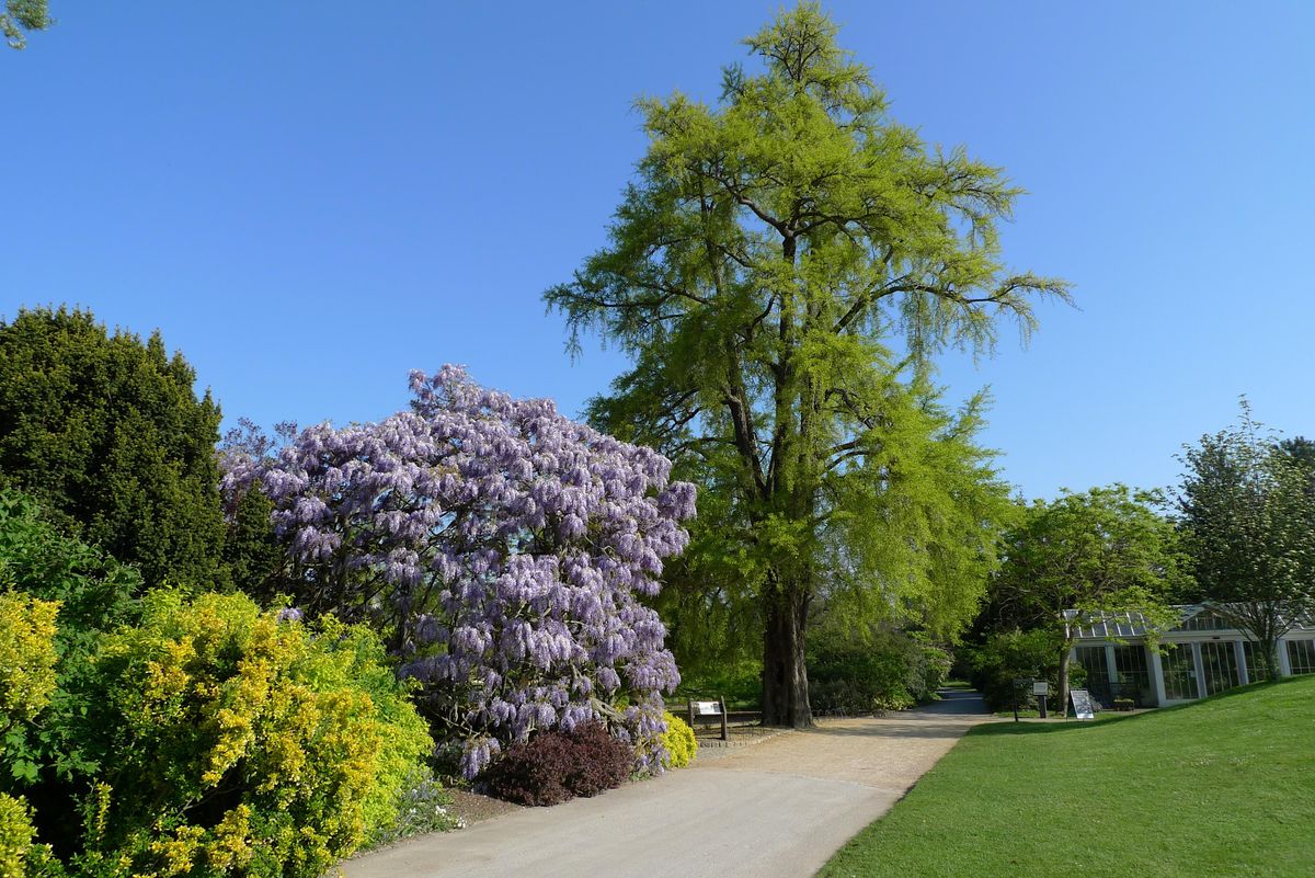 250 Years of Trees at Kew: An Illustrated Lecture by Tony Kirkham ...