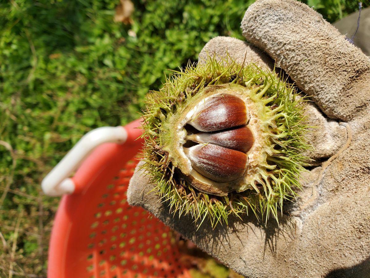 Pick-Your-Own Chestnuts | Fox Haven Organic Farm & Learning Center ...