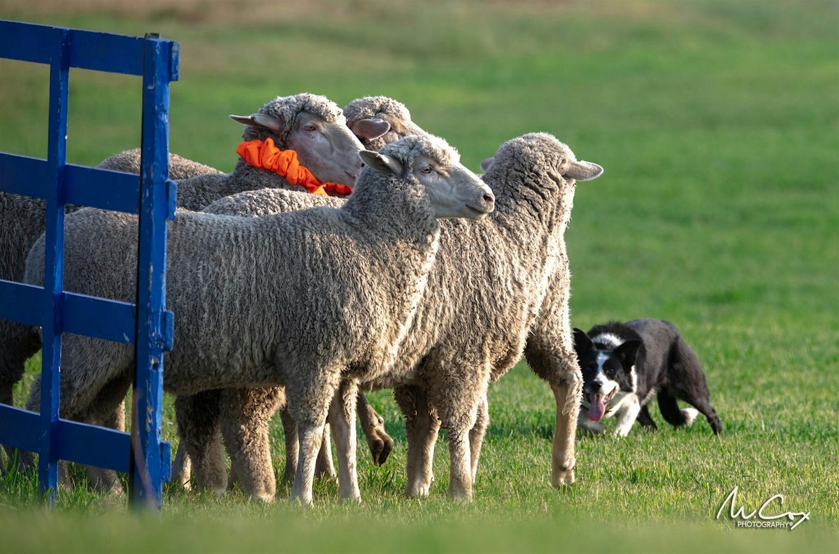 2026 Meeker Classic Sheepdog Championship Trials at 1901 Main St ...