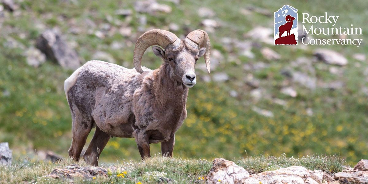 Exploring the Ecosystems and Wildlife of Rocky Mountain National Park ...