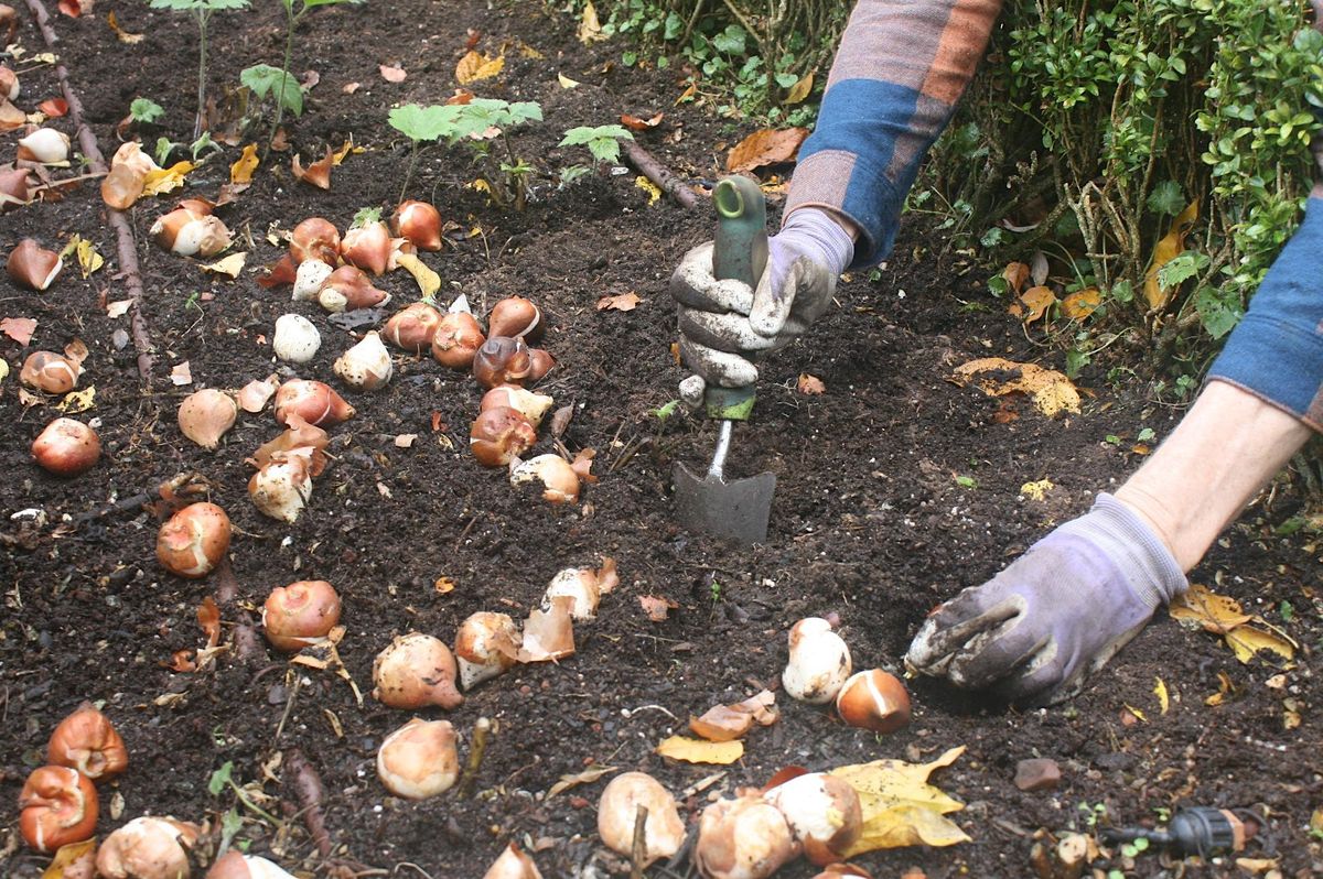 November Second Saturday: Seeds, Roots, and Soil at Gamble Garden, Palo ...