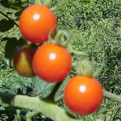 Wassail Toast to the Trees and Apple Tree Pruning Workshop at Highbury ...