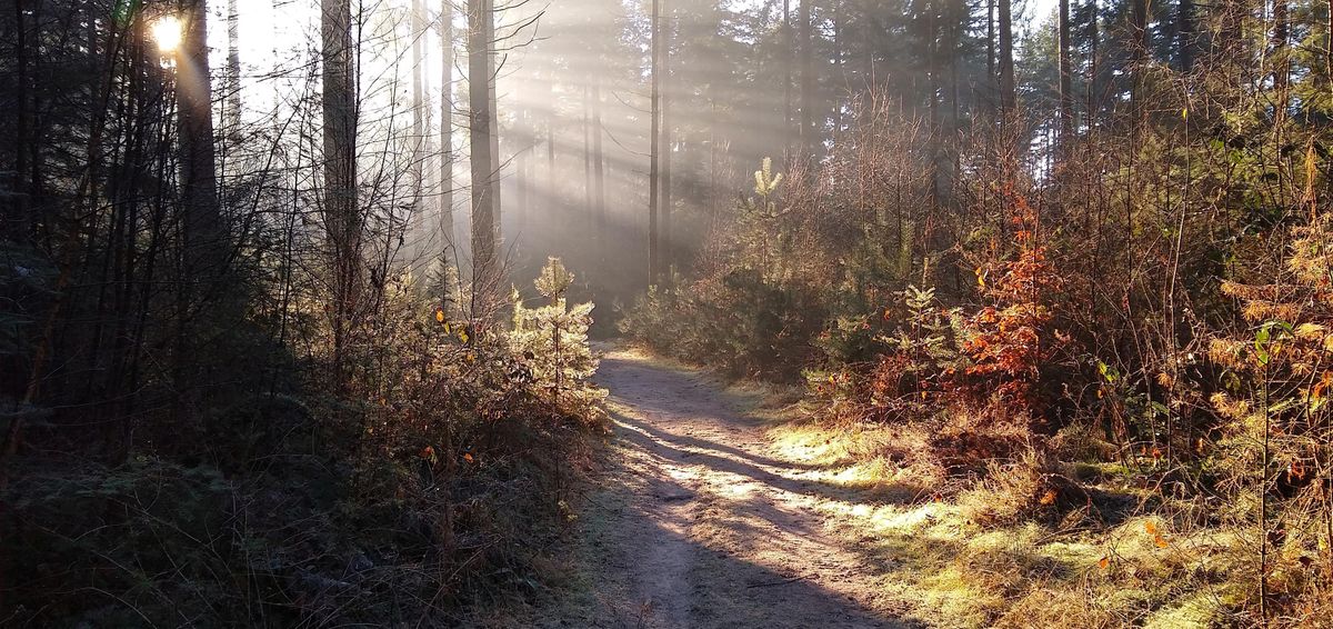 Bosbaden met Shinrin-yoku gids Ingrid | De Groene Afslag, Laren, NH ...