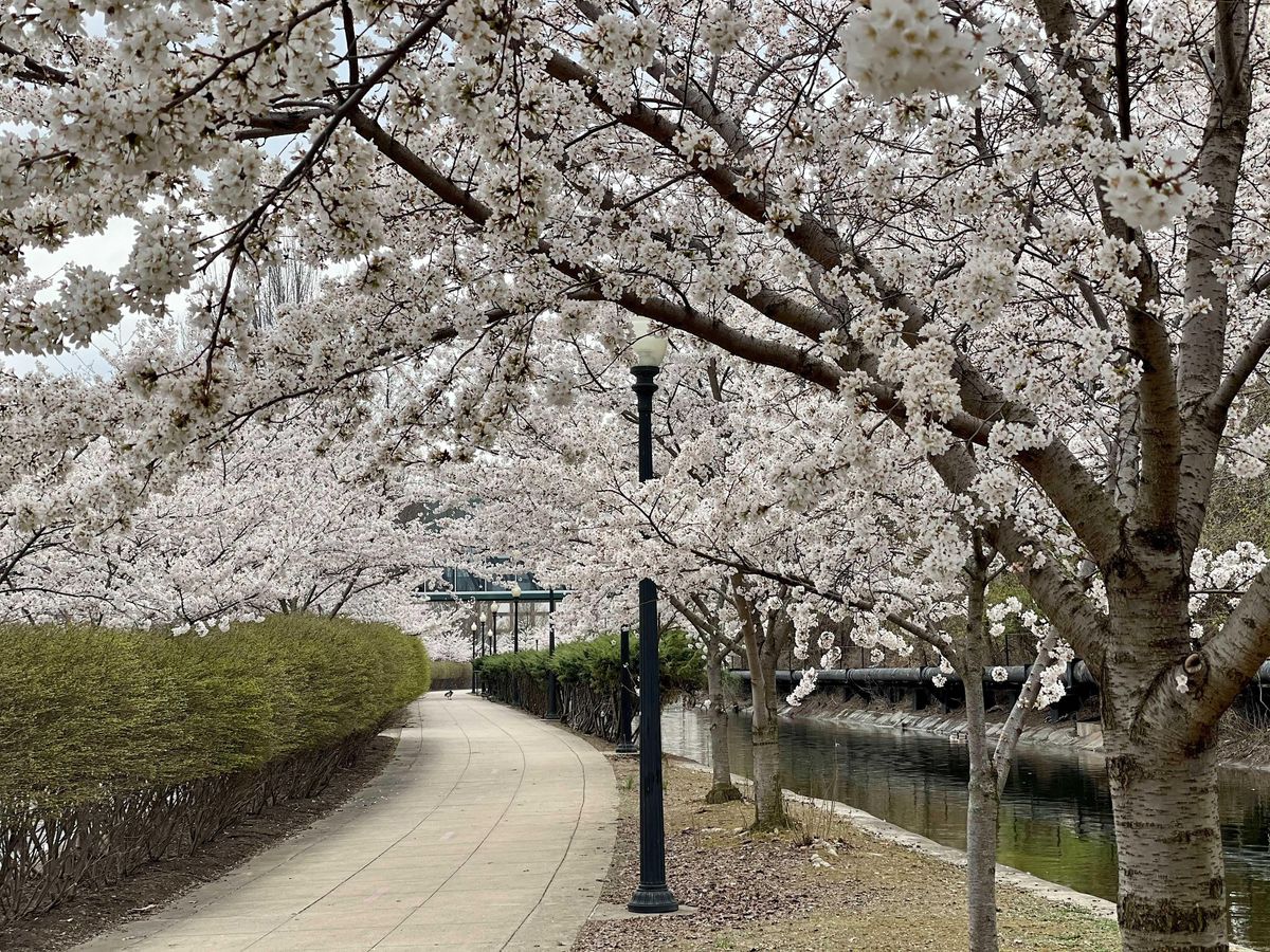 Towpath Trail Bike Ride - Downtown Akron Sakura Festival at 110 S Main ...