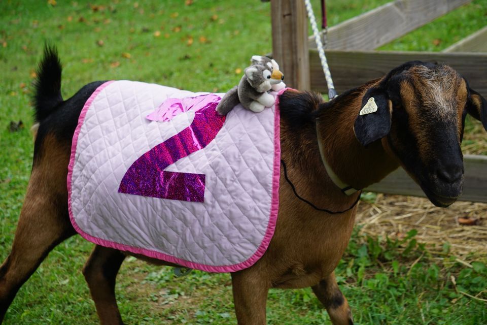 Annual Goat Derby 2022 at The Winery at Wolf Creek, Norton on 7th May, 2022