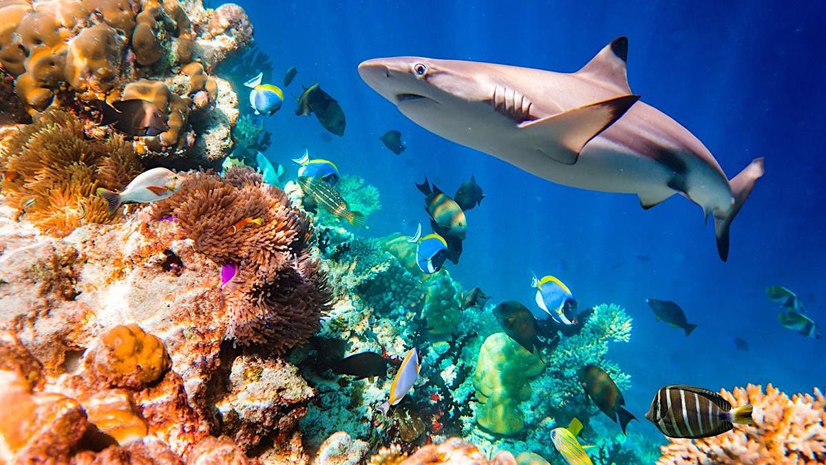 Sea Curiosities: An Exploration of Sharks, Octopuses, and Coral Reefs ...