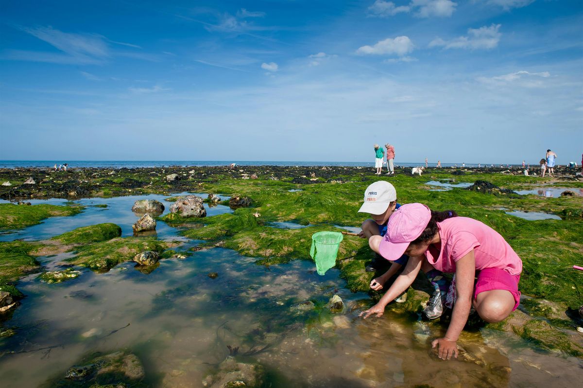 Family Rockpooling - July 2024 | Lower Leas Coastal Park, Folkestone ...