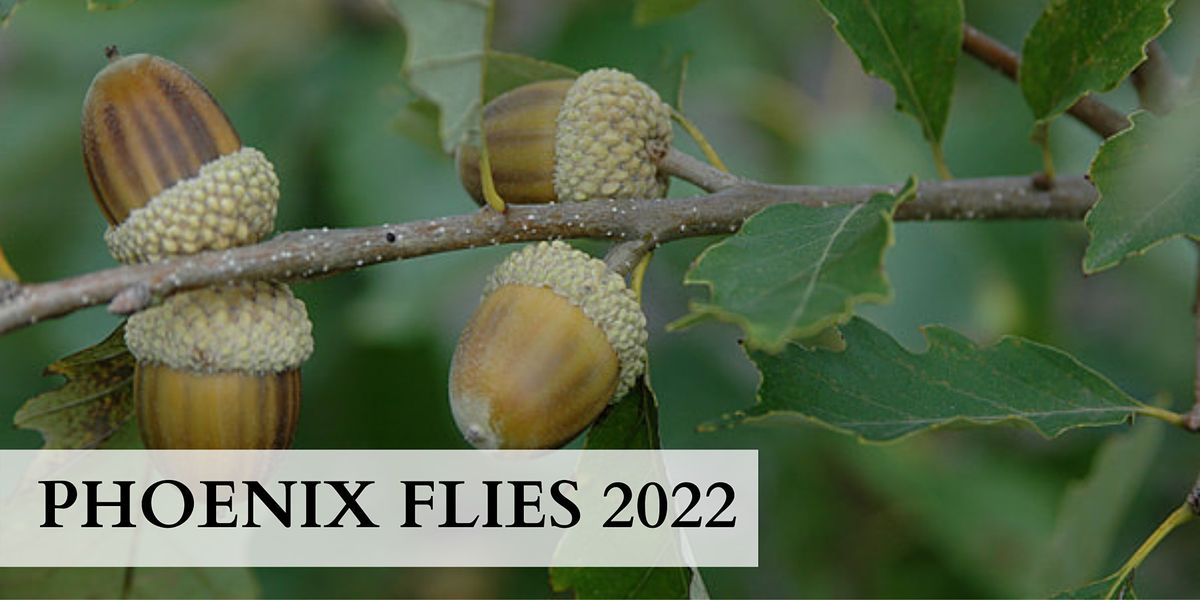 PHOENIX FLIES 2022 | Walking Tour: History and Trees of Poncey Highland ...