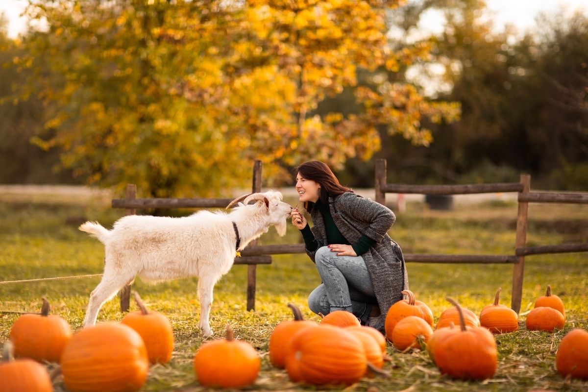 Pumpkin Carving with Goats at Oak Aged Farm, St. Cloud on 29th October ...
