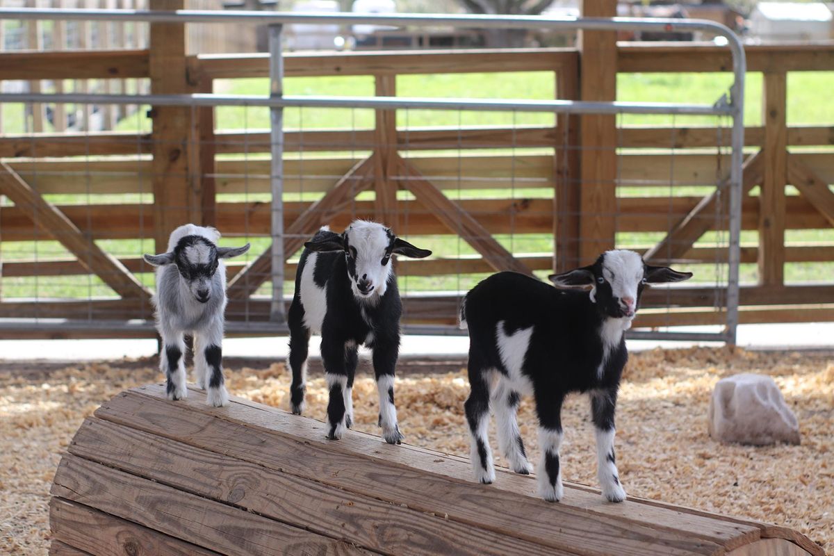 GOAT YOGA at Alaska Farms Orlando at Alaska Farms and Co, Orlando on ...