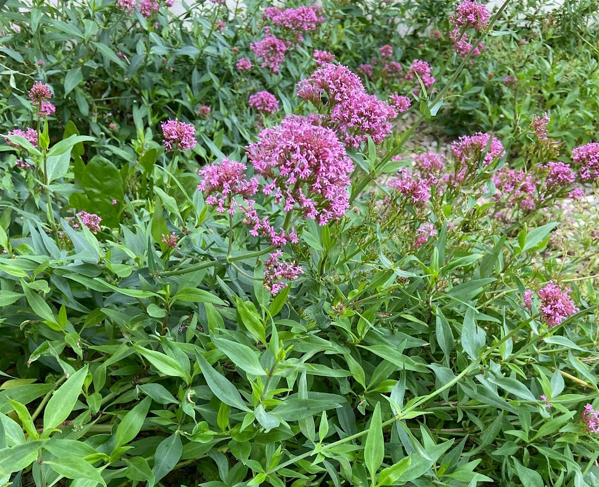 Wellbeing Mornings at 4 Rodney Pl, Clifton on 20th September, 2024