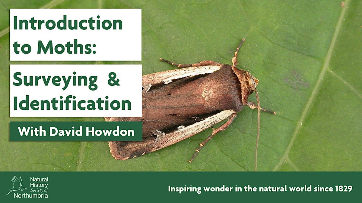 An Introduction to Moths: Surveying & Identification at Gosforth Nature ...