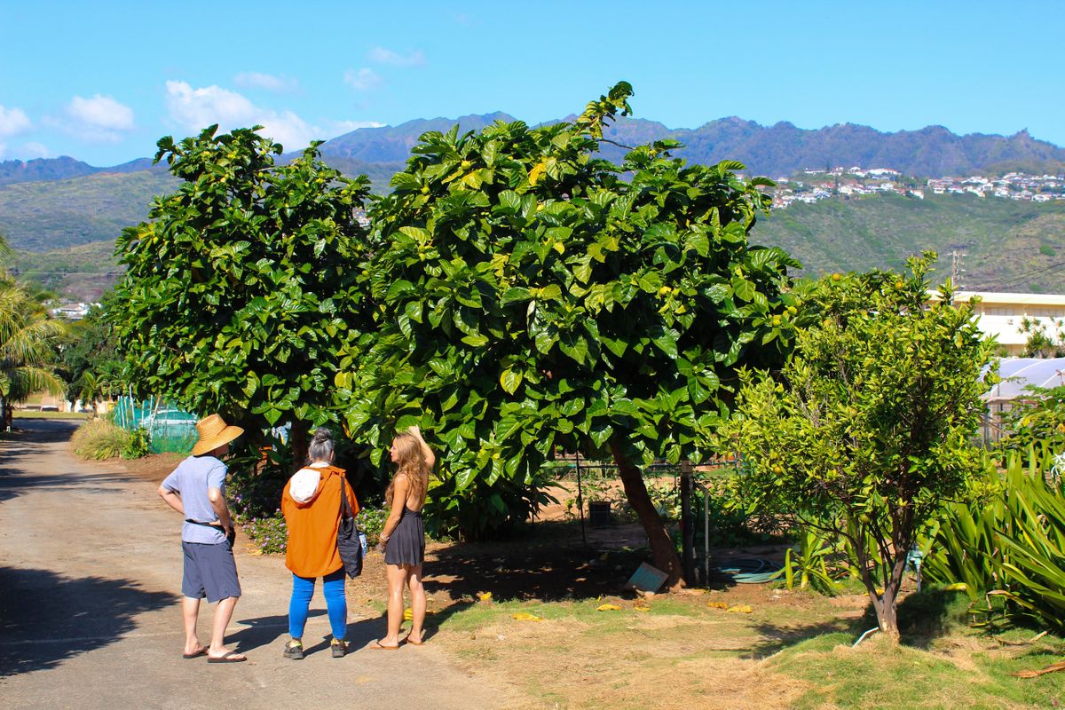 Medicinal Farm Tour with Christine Moon at Sun Farm Hawaii, Honolulu on ...