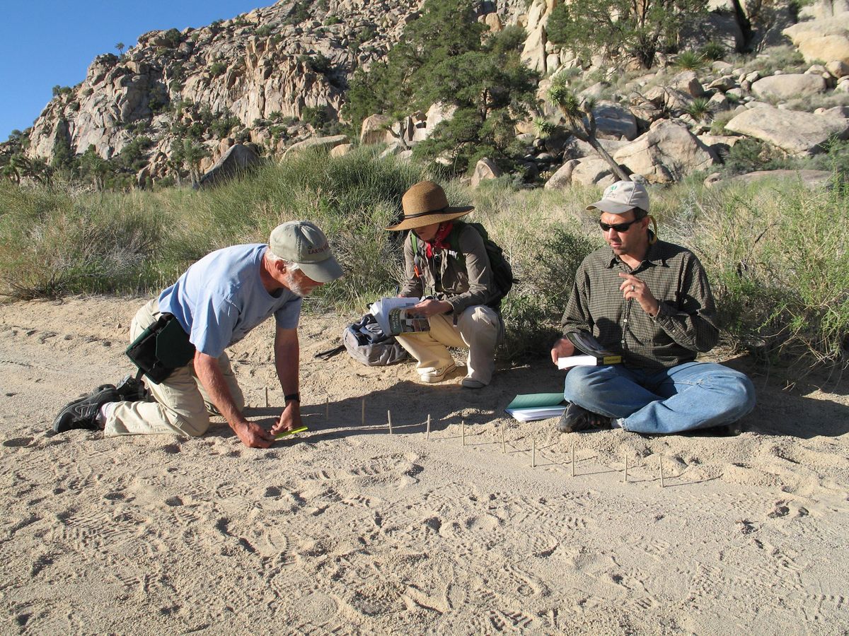 Mammal Tracking in Joshua Tree National Park Spring 2022 at Joshua Tree ...