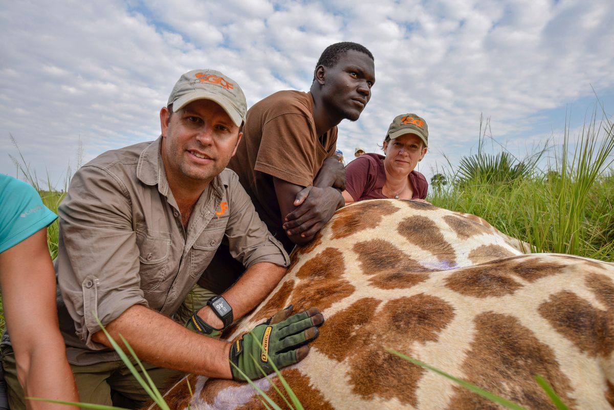 Saving Africa’s giraffes – a real life conservation success story ...