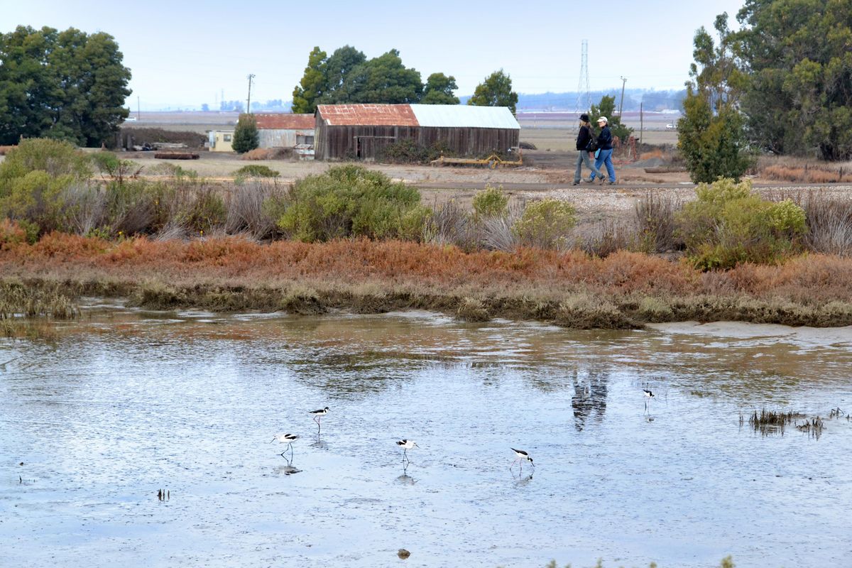 Sears Point Marsh Walk 11-5-22 | Sears Point Trailhead, Sonoma, CA ...