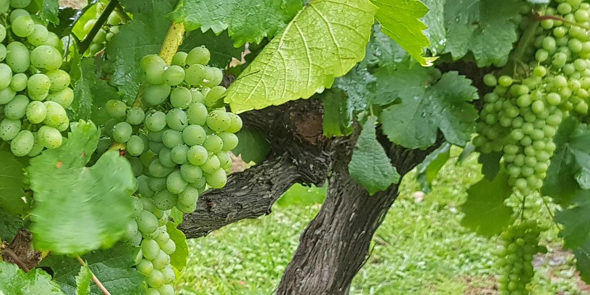 Verdelho Harvest at OReillys Canungra Valley Vineyards at O'Reilly's ...