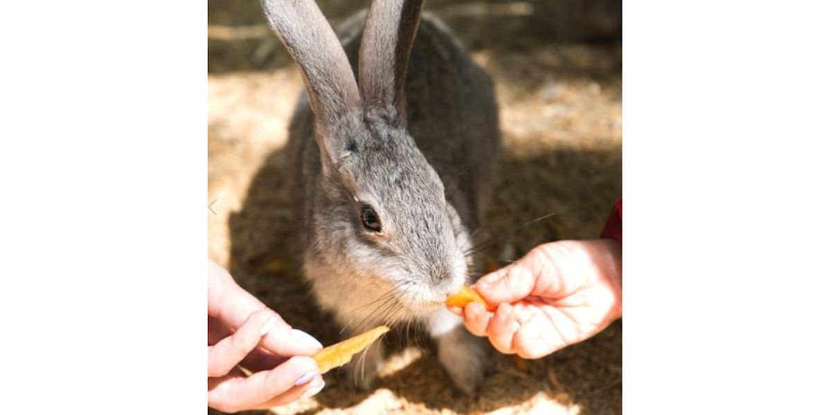 Mindful Playdate with Rabbits - National Day Family Activity | Mindful ...