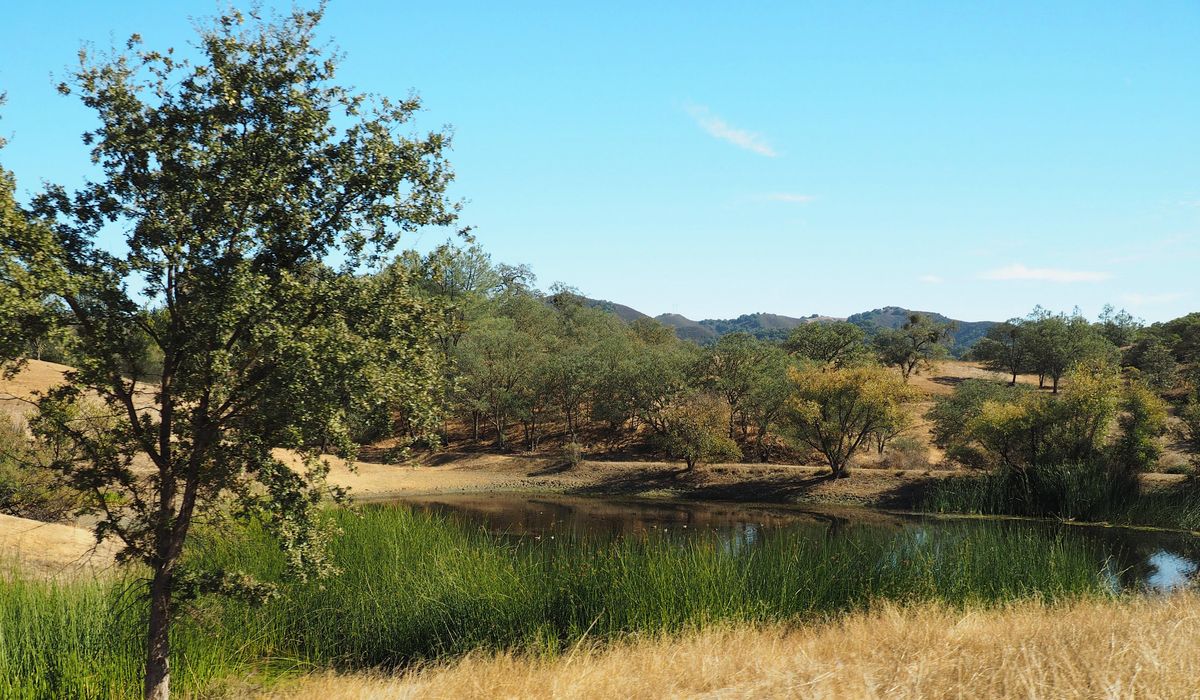 Wildflower Hike at Little Uvas Open Space Preserve at Little Uvas Open ...