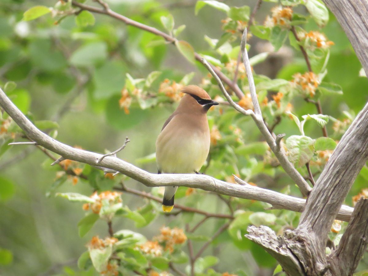 Bellingham Urban Birding - Little Squalicum Estuary | Little Squalicum ...