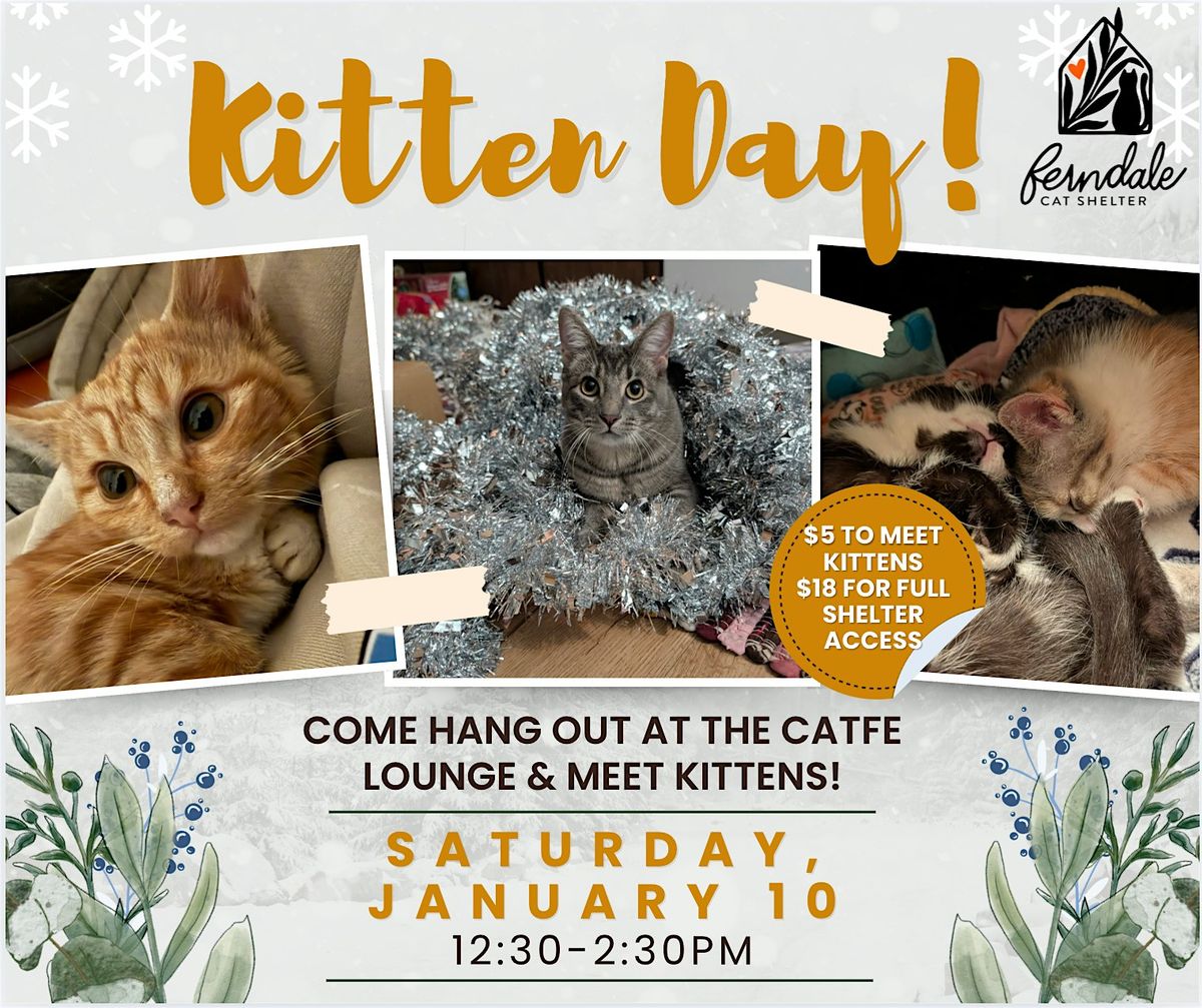Kitten Pop Up at Catfe Lounge, Ferndale on 10th January, 2026