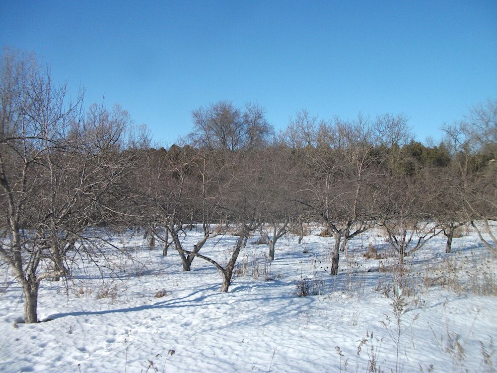 Wassail Toast to the Trees and Apple Tree Pruning Workshop at Highbury ...