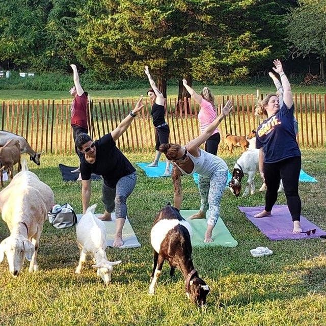 Goat Yoga 2022 at Smithtown Historical Society on 28th July, 2022