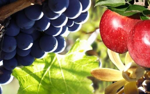 Stanthorpe Wine Tour | Apple & Grape Motel, Stanthorpe, QL | September ...