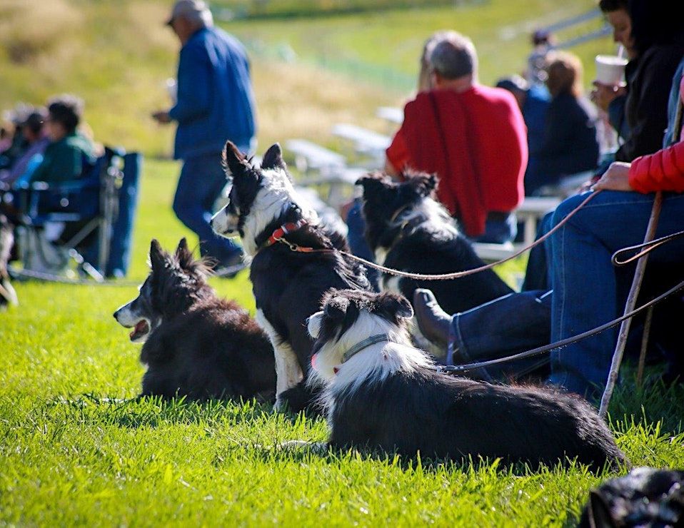 2026 Meeker Classic Sheepdog Championship Trials at 1901 Main St ...