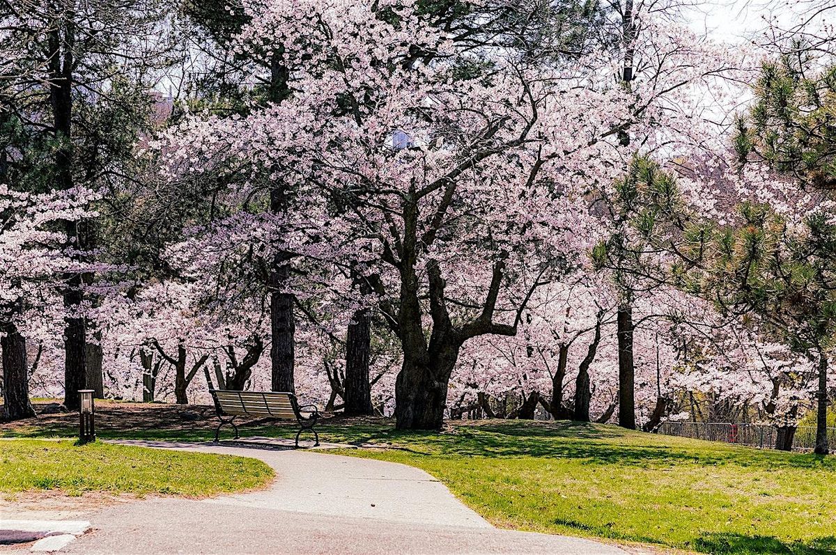 High Park Cherry Blossom Hike at High Park (North Entrance), Toronto on ...