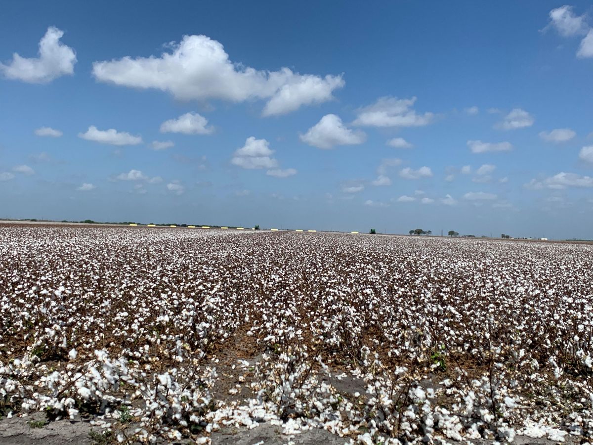 2022 Field Crop Symposium | Texas A&M AgriLife Research and Extension ...