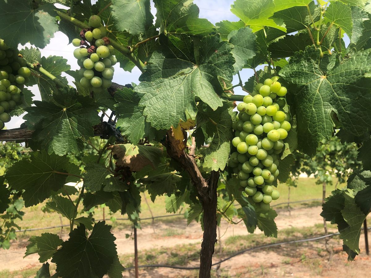Grape Field Day 2023 | University of Florida/IFAS Plant Science ...