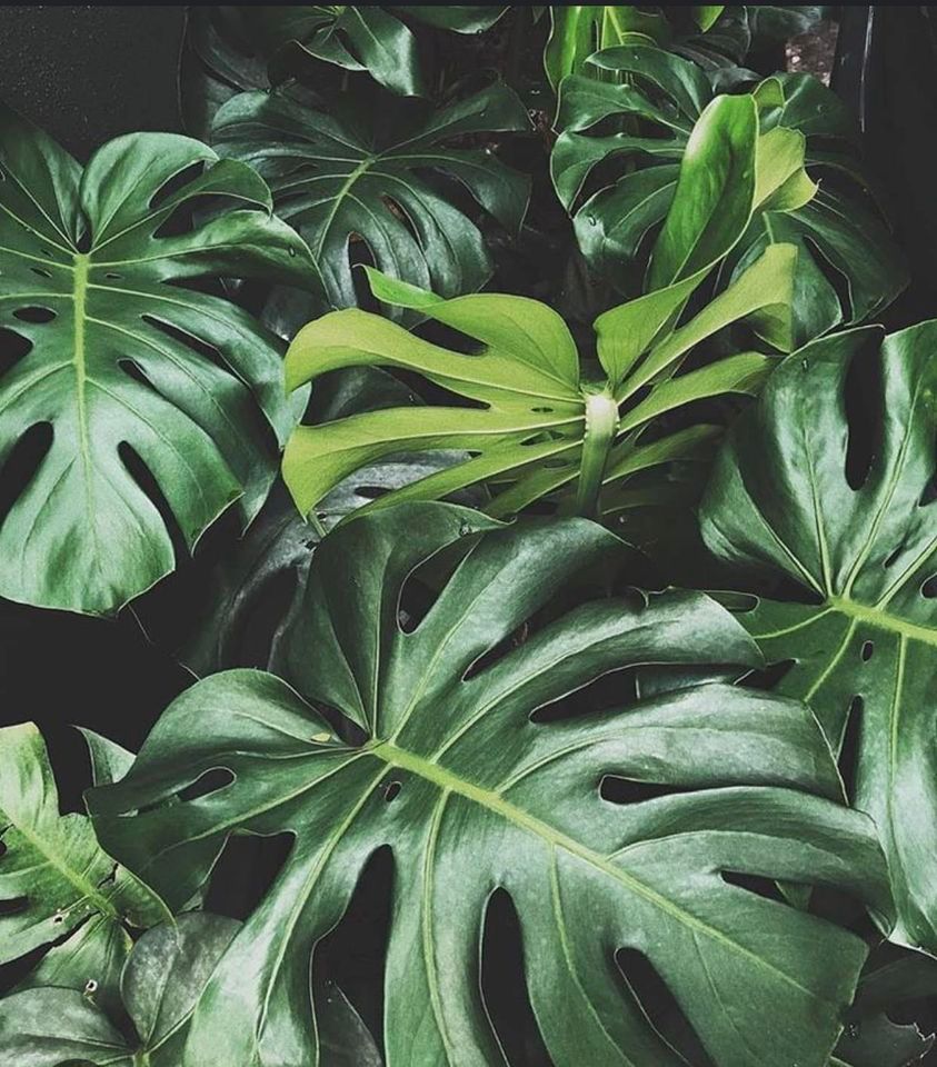 SVS 6TH ANNUAL FALL FESTIVAL at The Official St. Vincent de Paul Parish ...