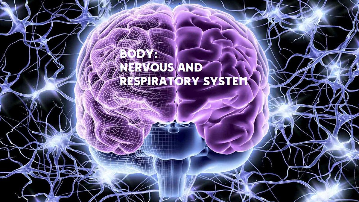 3rd-5th Grade THEME: BODY-NERVOUS and RESPIRATORY SYSTEM at iPlanets ...