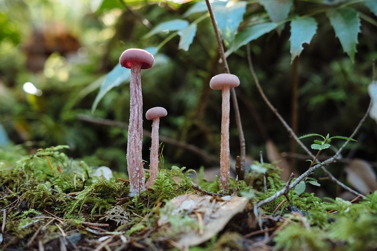 NatureKids: Mushroom Walk #2 | Lynn Canyon Park, North Vancouver, BC ...