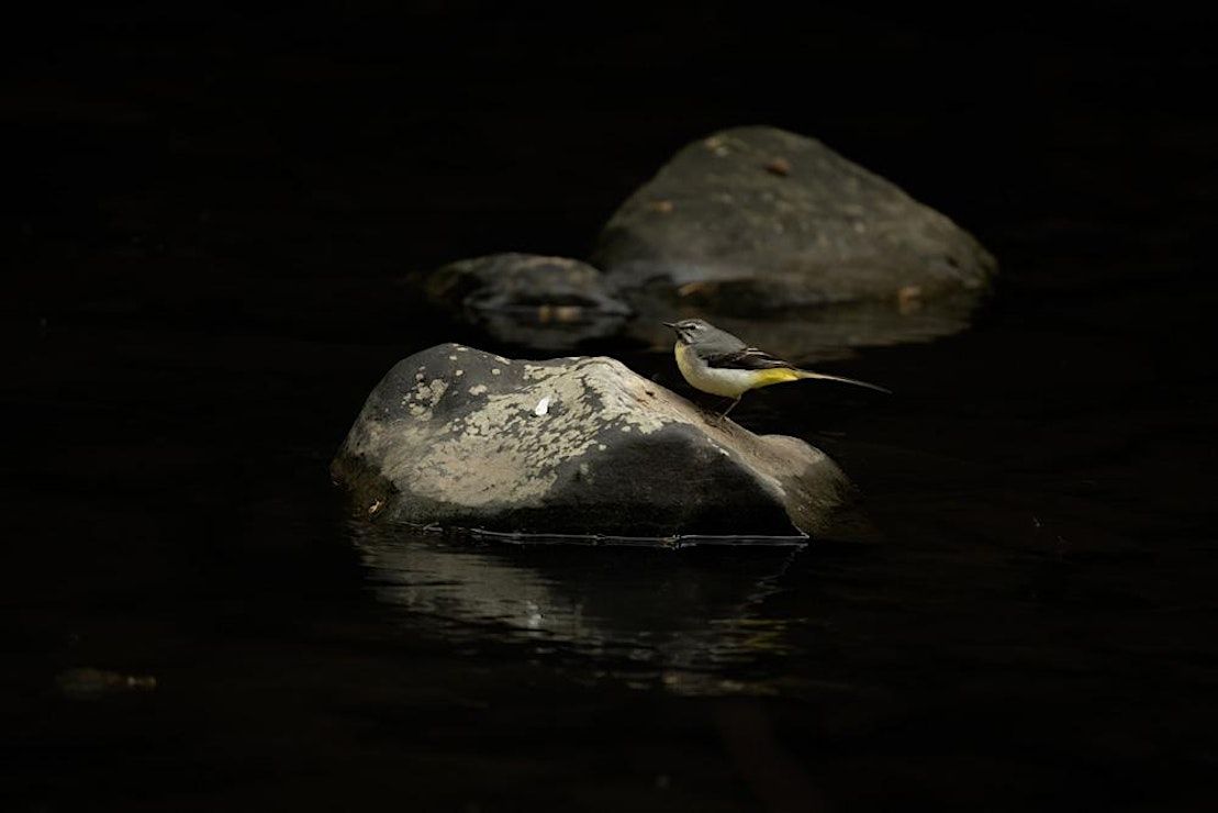 Dipper Wildlife Photography Workshop at Greenhall Park, Glasgow on 6th ...