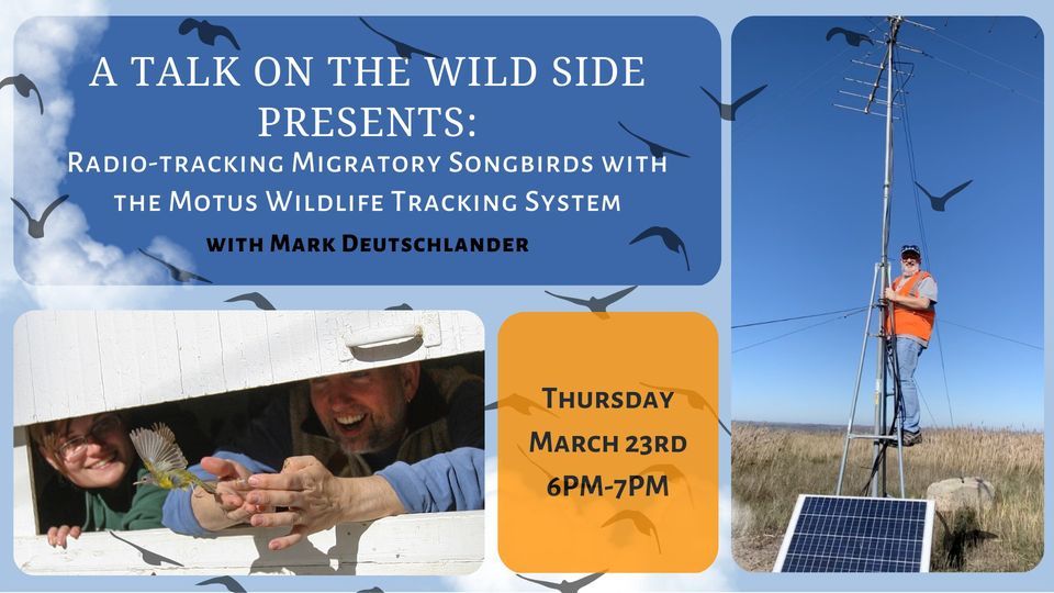 A Talk on the Wild Side: Radio-tracking Migratory Songbirds with the ...