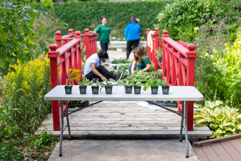 Plant Adoption Day at Allen Centennial Garden, Madison on 9th September ...