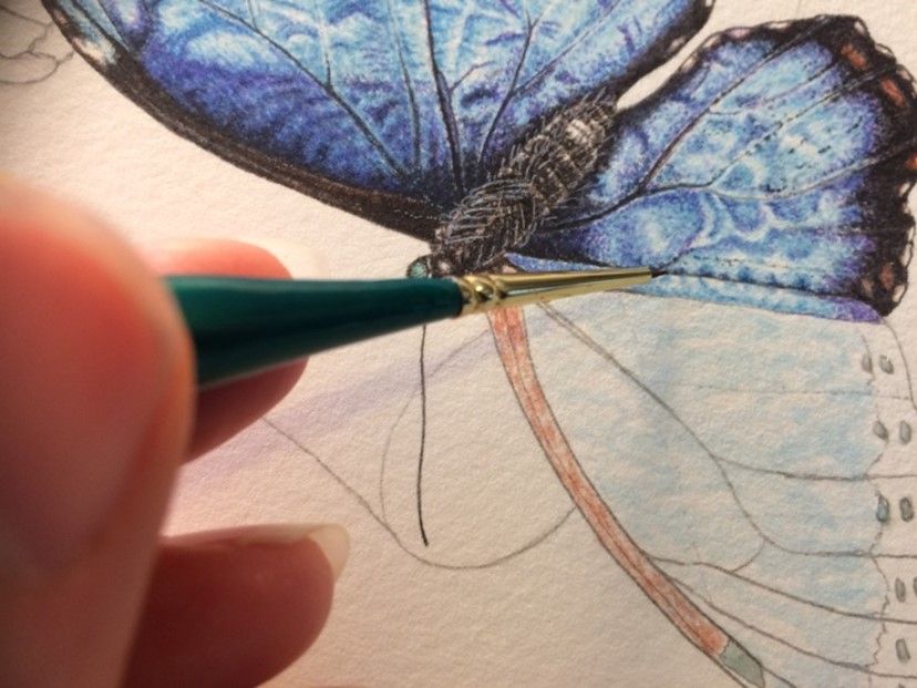 How to paint a butterfly (an entomological, watercolour workshop) with ...