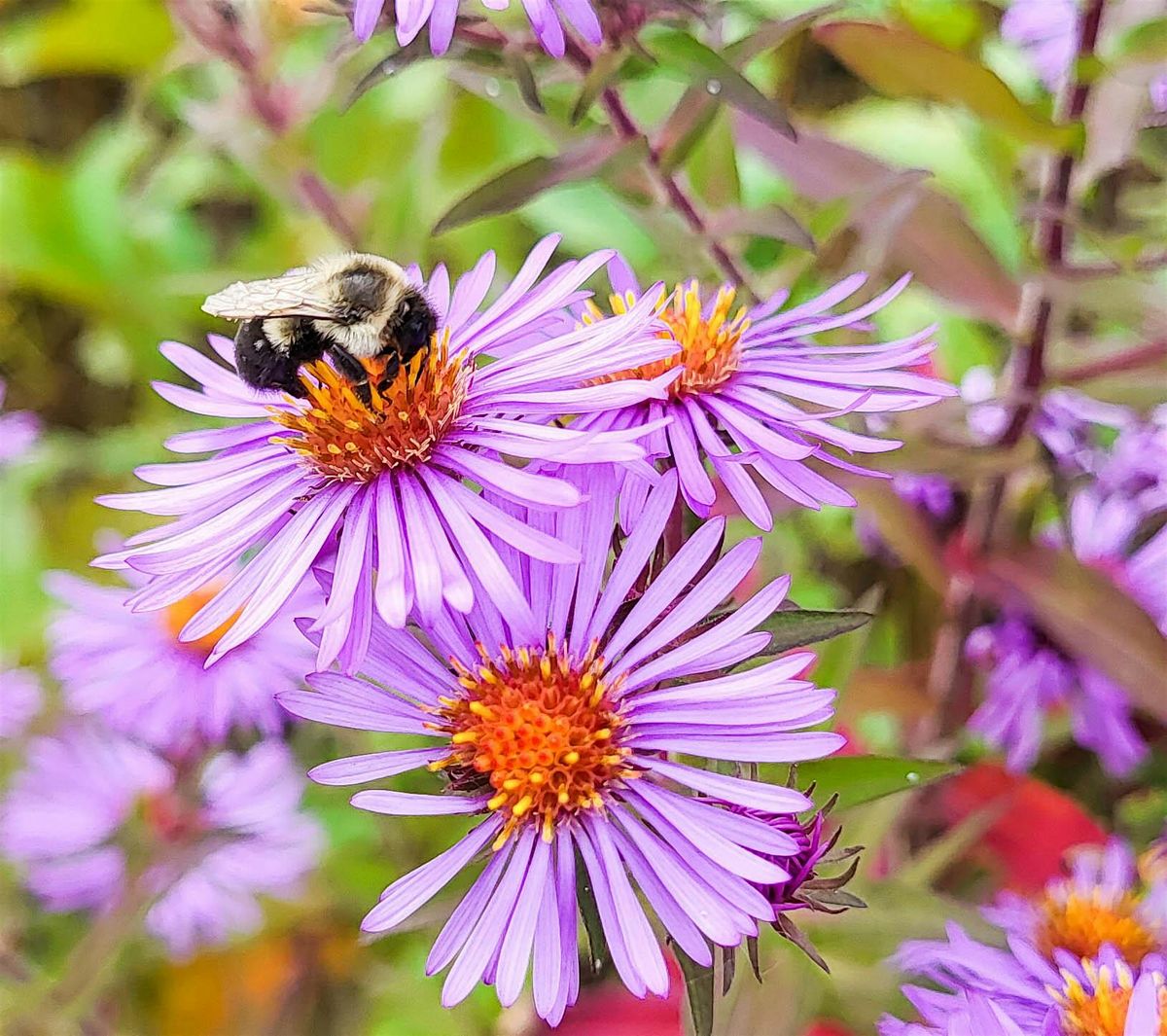 Native Plants for Every Yard! at Merrimac Public Library on 8th March, 2026