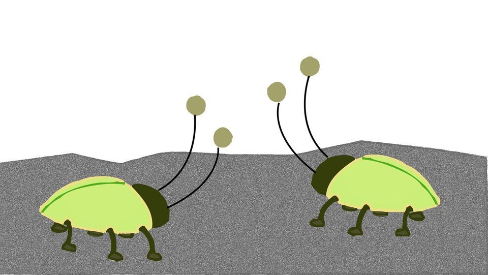 Childrens Hour for February- Insects | Maturango Museum, Ridgecrest, CA ...