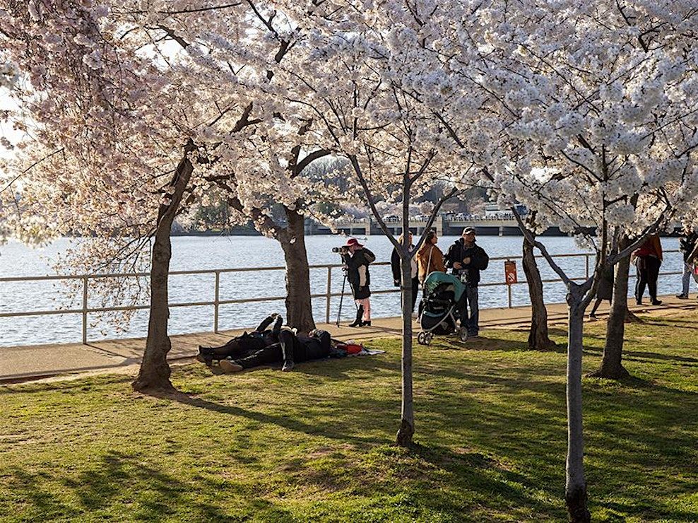 Cherry Blossoms - Street Photography Series in DC 2026 at National Mall ...