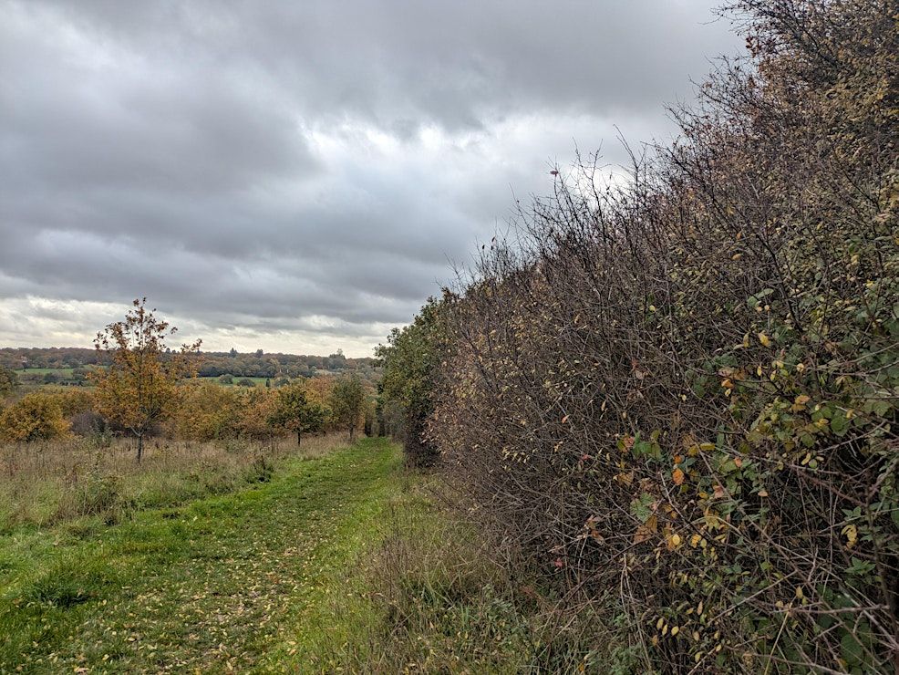 Brown Hairstreak egg search at Merry Hill Reserve, Bushey (Woodland ...